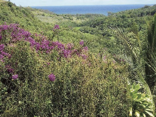 How dangerous is invasive dodder to Kaua‘i? - The Garden Island