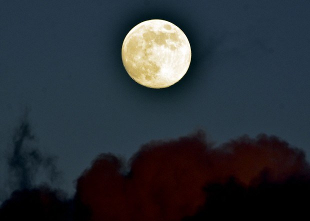 Moonstruck - The Garden Island