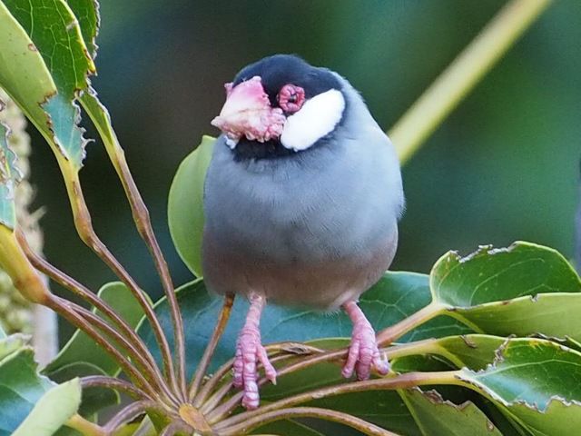 Avian pox in Kapaa - The Garden Island