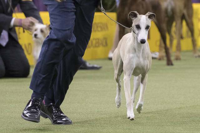 Win it for Vivi! Whiskey the whippet revs up for Westminster - The ...